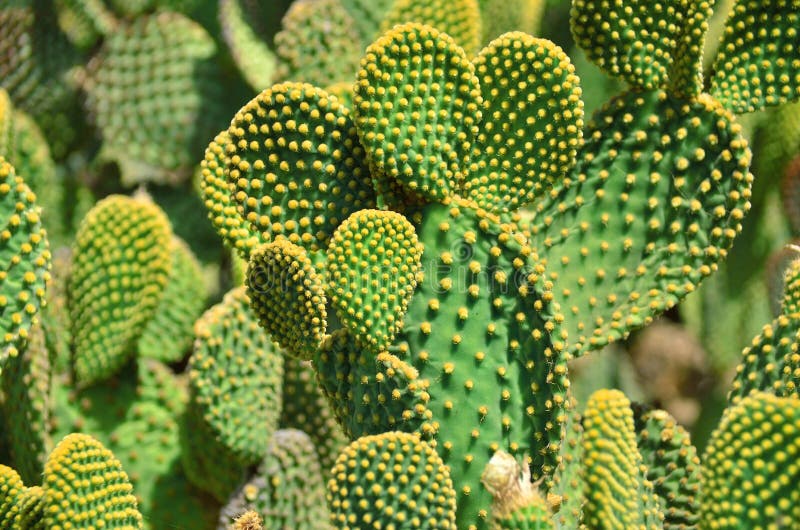 Photographie Verte De Cactus Et Gradient De Couleur Image stock - Image ...