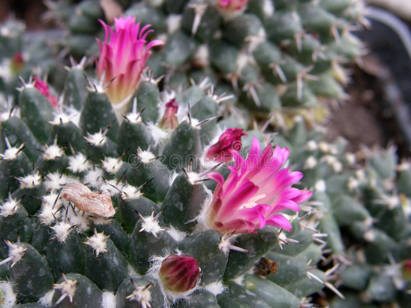 Cactus. Very Beautiful Plant Stock Image - Image of wildflower, flowers ...