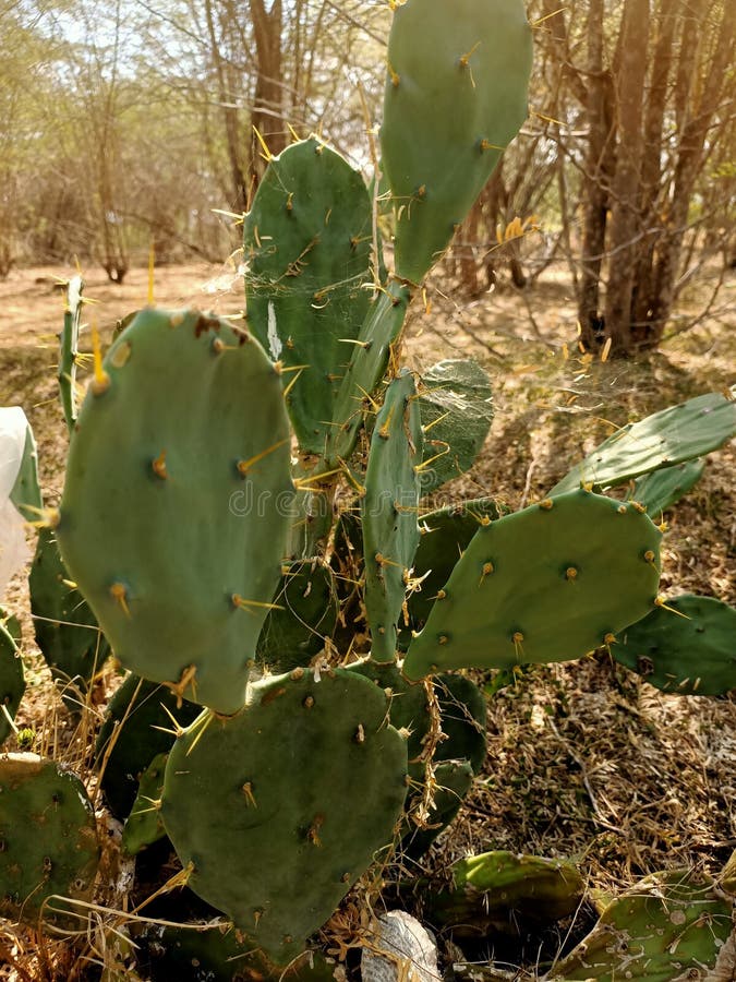 Cactus are very dangerous stock photo. Image of flower - 288318220
