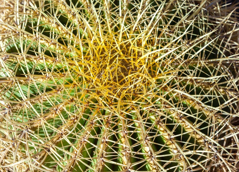 Cactus, View from Above, Close Up Stock Photo - Image of green, cactus ...