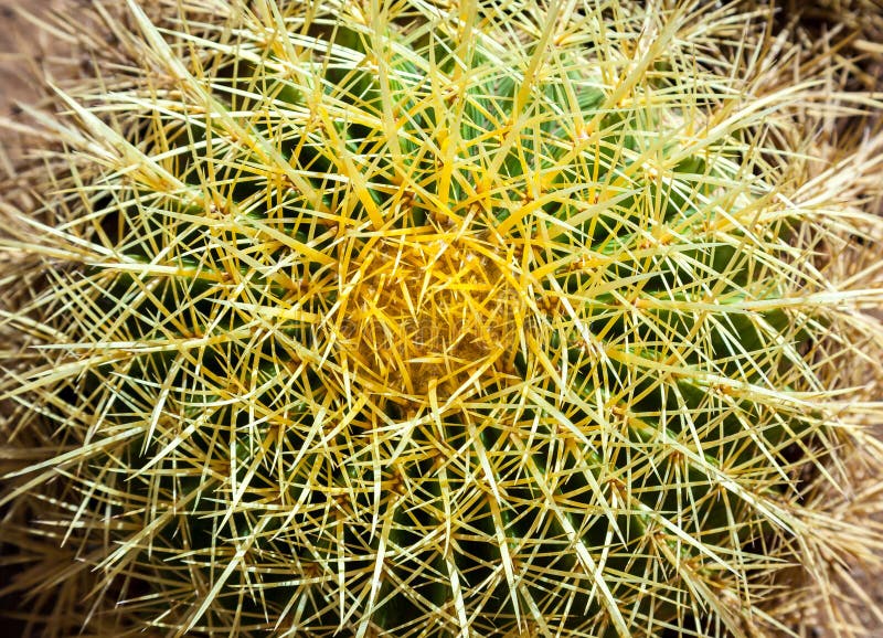 Cactus, View from Above, Close Up Stock Photo - Image of decoration ...