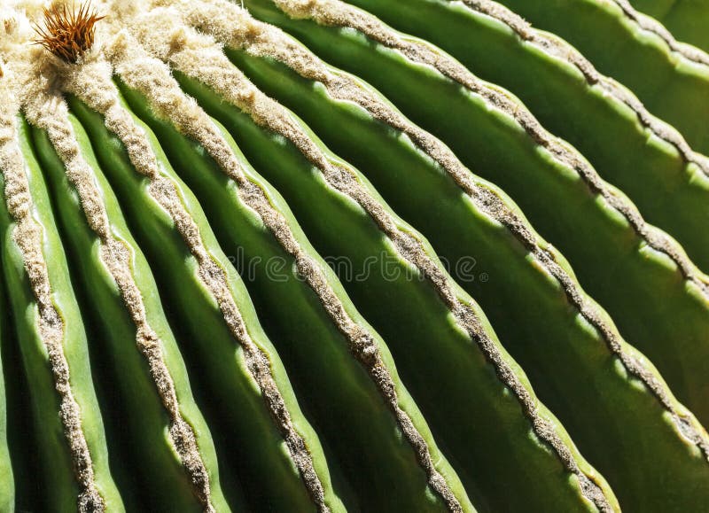 Cactus, View from Above, Close Up Stock Photo - Image of flora, beauty ...