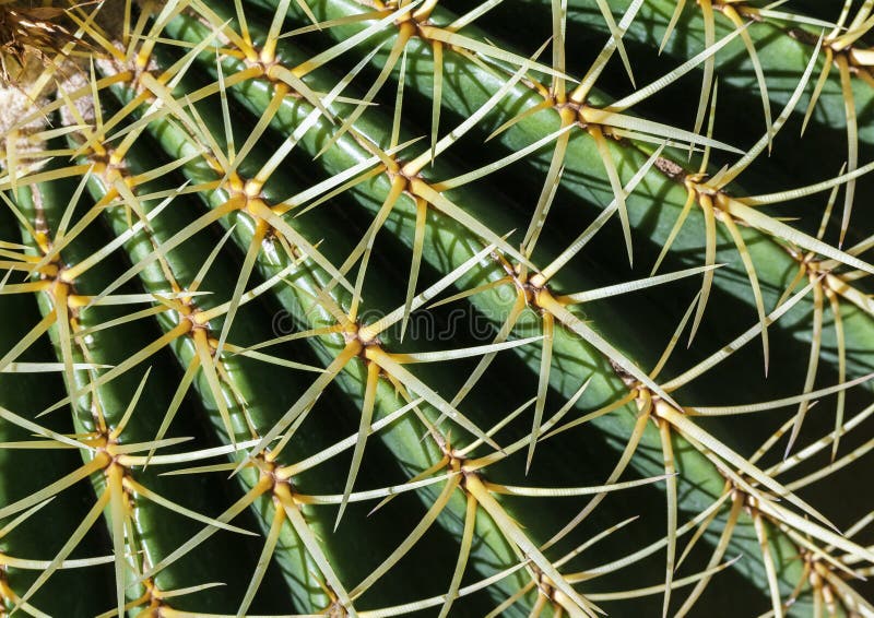 Cactus, View from Above, Close Up Stock Image - Image of cactus, nature ...