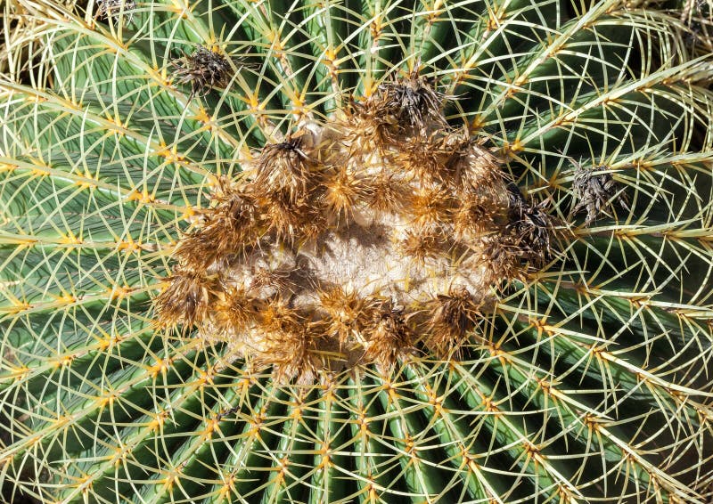 Cactus, View from Above, Close Up Stock Photo - Image of flower ...