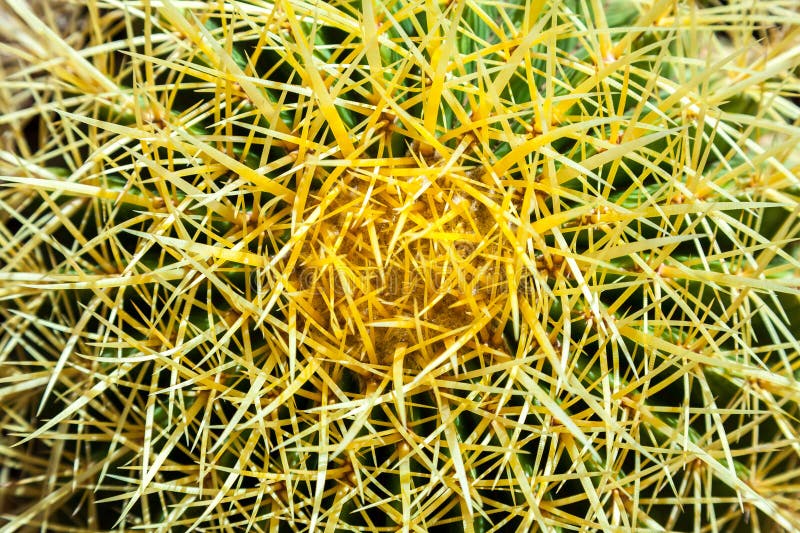 Cactus, View from Above, Close Up Stock Image - Image of garden, detail ...