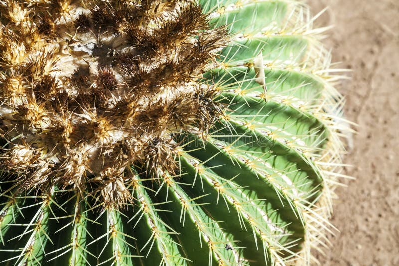 Cactus, View from Above, Close Up Stock Image - Image of green, flora ...
