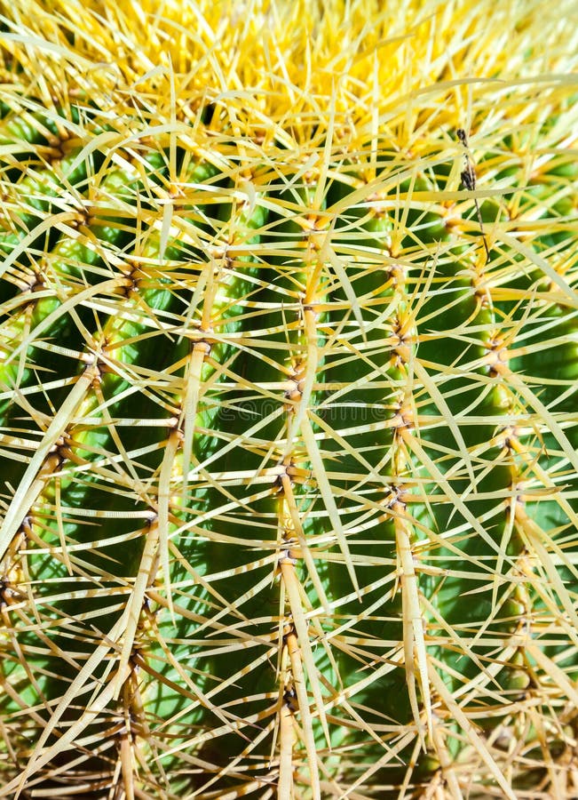 Cactus, View from Above, Close Up Stock Image - Image of growth, beauty ...