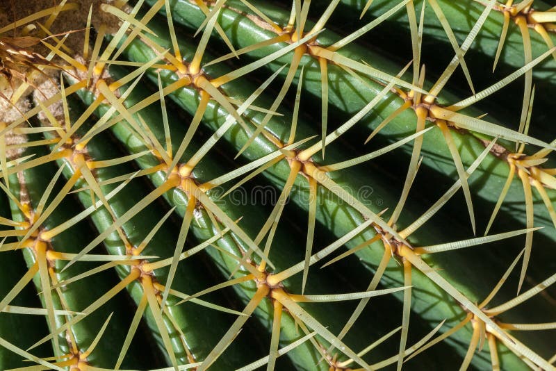 Cactus, View from Above, Close Up Stock Photo - Image of flower, nature ...