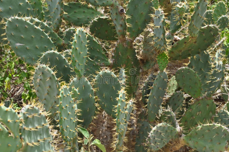 Cactus stock photo. Image of cactus, plant, garden, full - 51988878