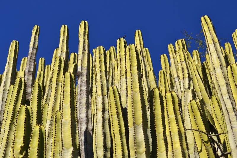 Cactus wall stock photo. Image of canary, needle, wall - 58556882