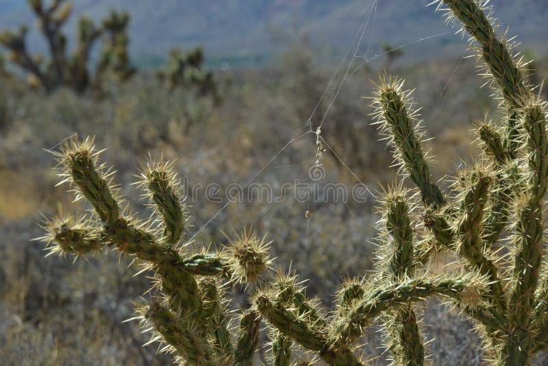 Cactus Web stock image. Image of spider, cactus, green - 85393705