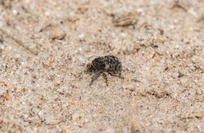 Cactus Weevil Gerstaeckeria Basalis on Sandy Soil in Colorado Stock ...