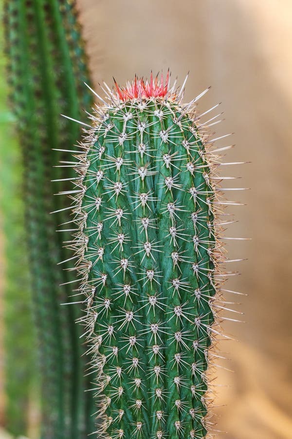 Cactus with White and Red Thorns Stock Image - Image of cactus ...