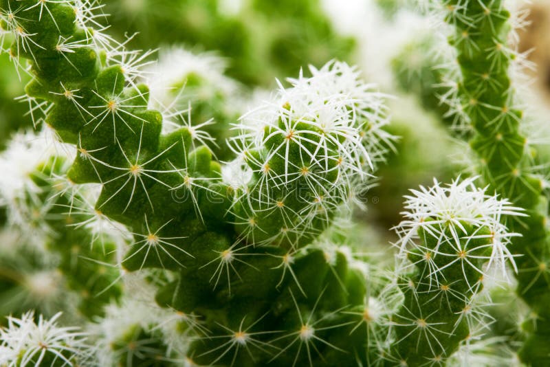 Green cactus, front view stock photo. Image of macro, spiked - 7188872