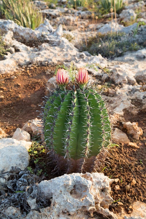 Cactus in the Wild. Different Flowering Cacti Stock Image - Image of ...