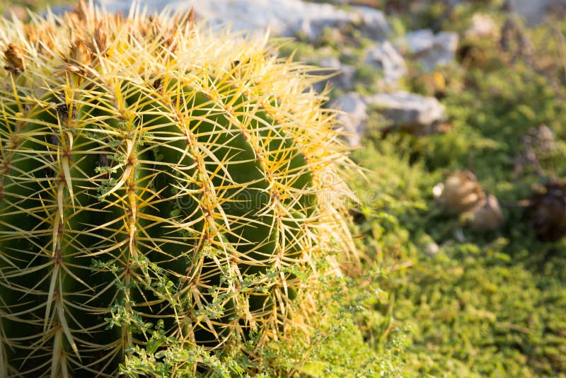 Cactus in the Wild. Different Flowering Cacti Stock Photo - Image of ...