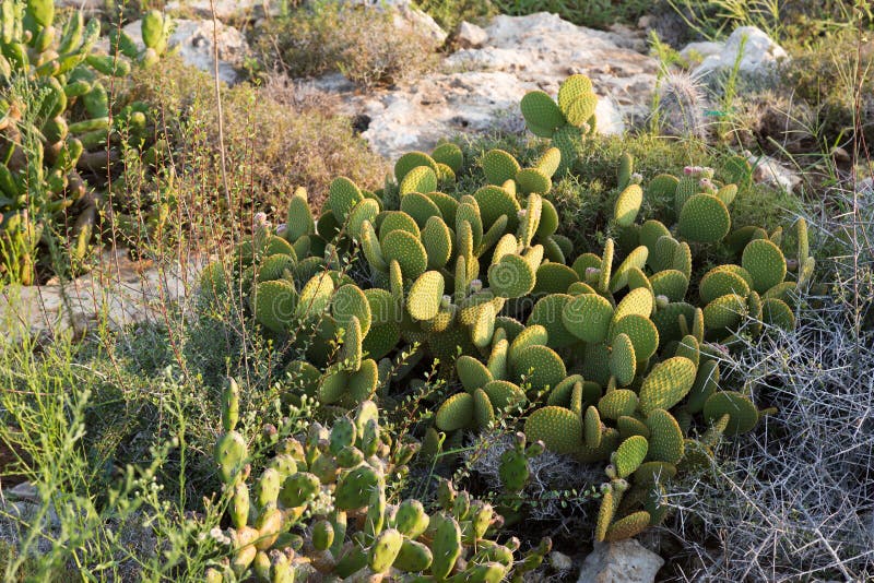 Cactus in the Wild. Different Flowering Cacti Stock Photo - Image of ...