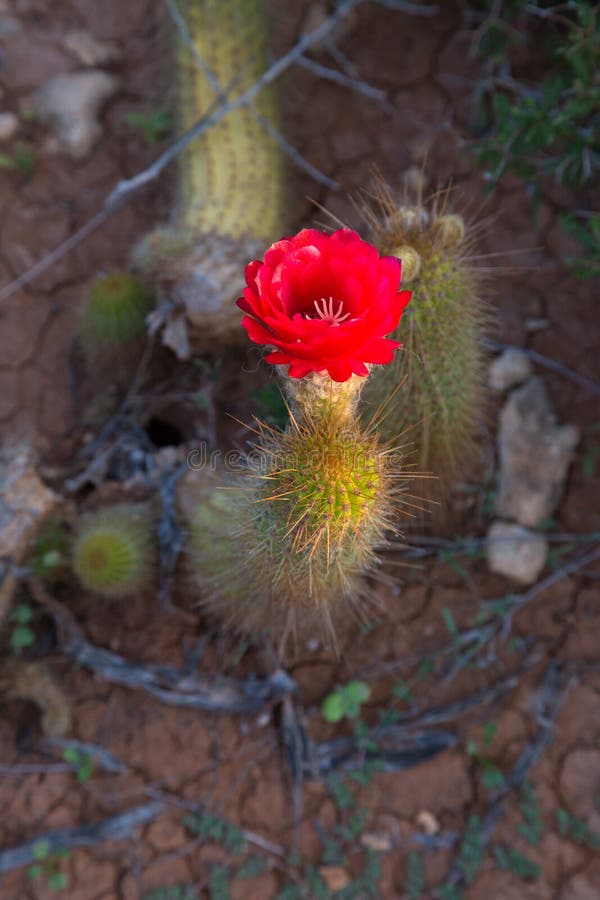 Cactus in the Wild. Different Flowering Cacti Stock Image - Image of ...