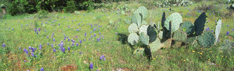 Cactus and wildflowers stock photo. Image of visions - 23162778