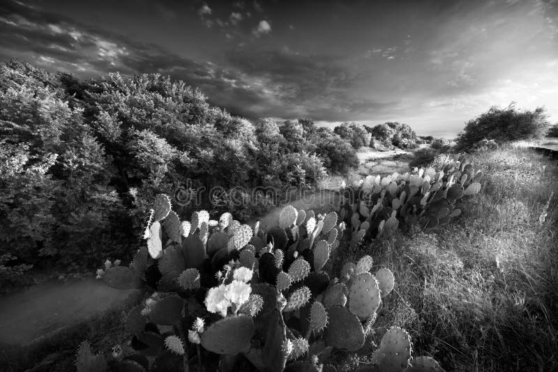 Cactus and Wildflowers at Sunset Stock Image - Image of spring, meadow ...