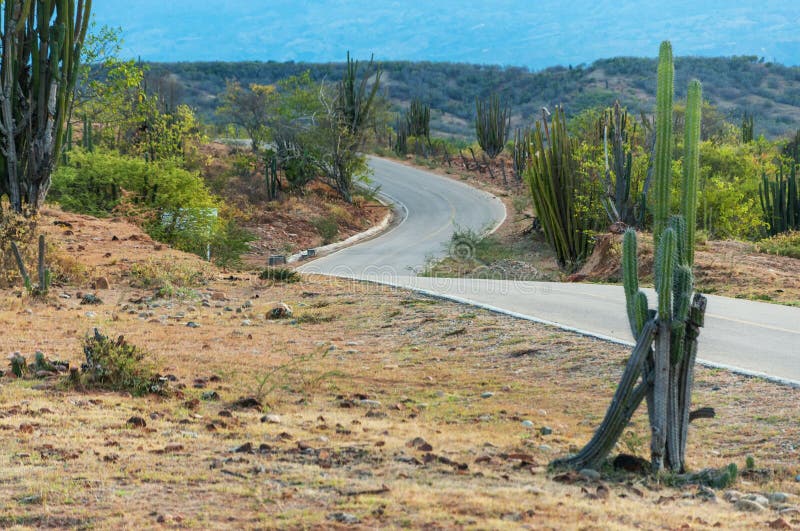 Cactus and Winding Road stock image. Image of colombia - 29324331