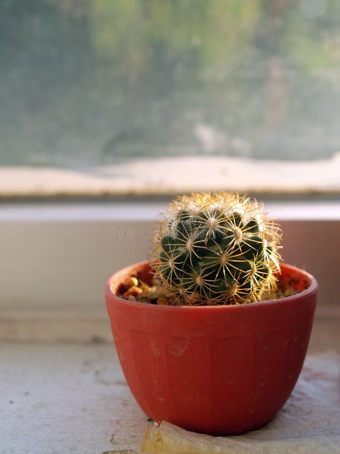 Cactus at the window stock photo. Image of botanical - 25077002
