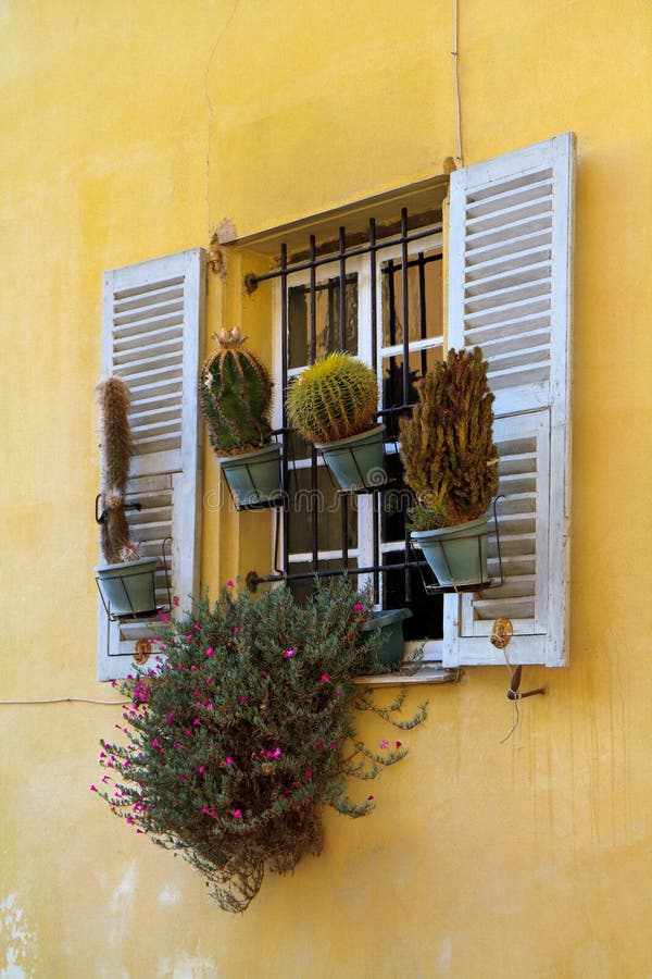 Window with cactus stock photo. Image of tradicional - 17569616