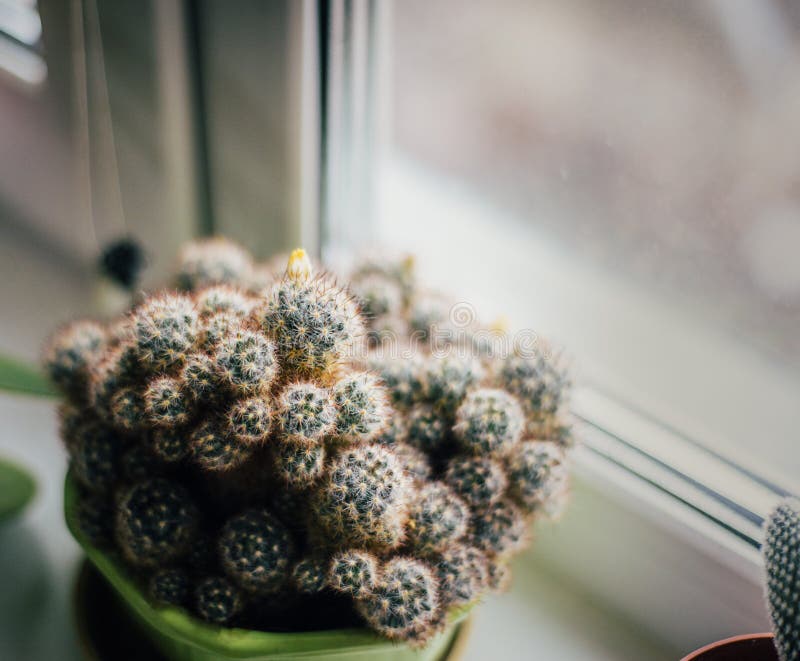 Cactus on the window sill stock photo. Image of decoration - 174326286