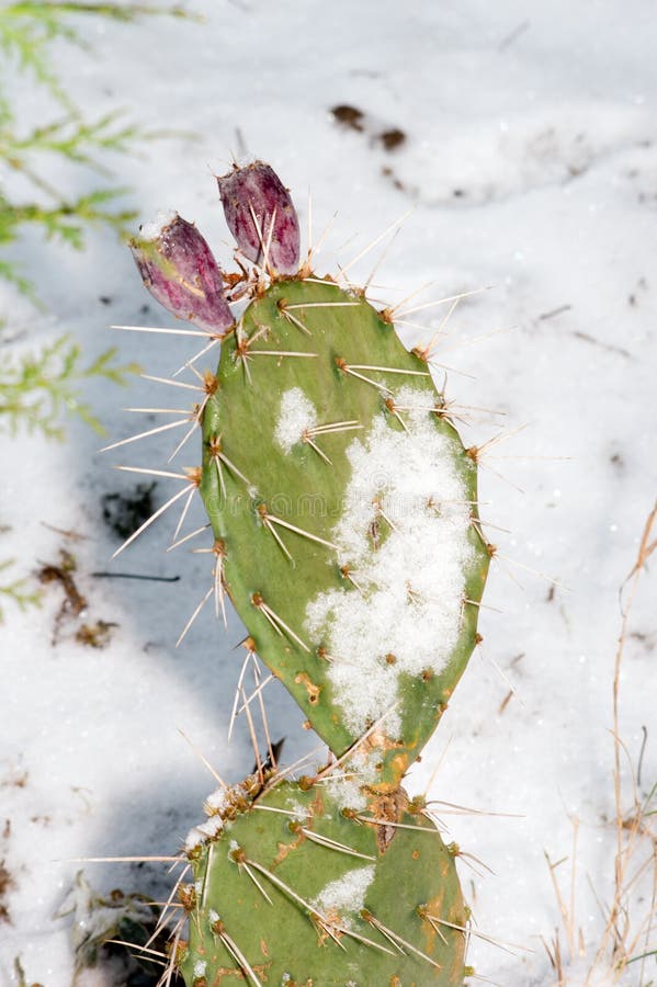 Cactus in winter stock photo. Image of hike, arizona - 68568682