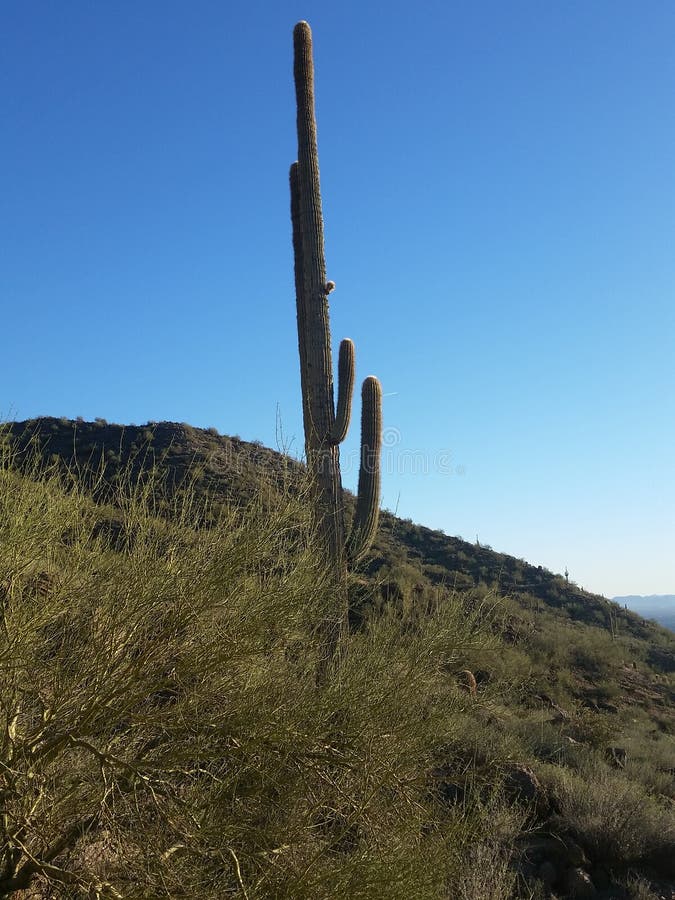 Cactus in winter stock photo. Image of hike, arizona - 68568682