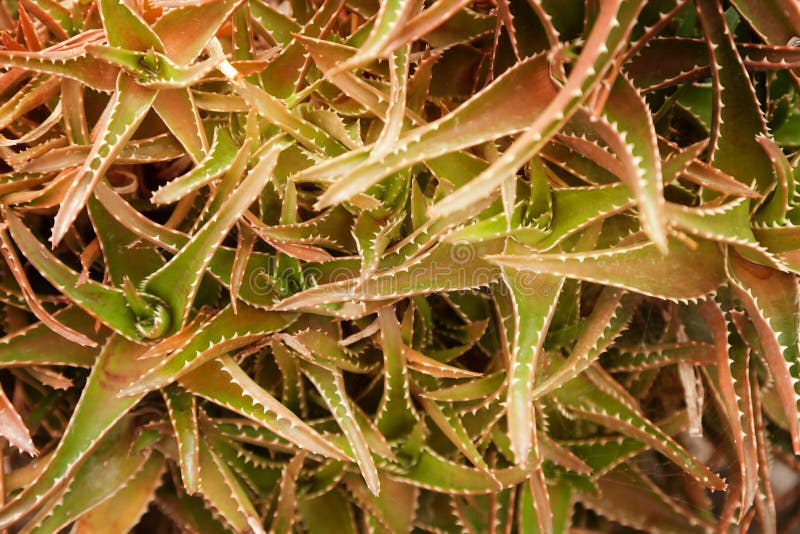 Cactus Wood, Surface Texture Stock Image - Image of detail, closeup ...