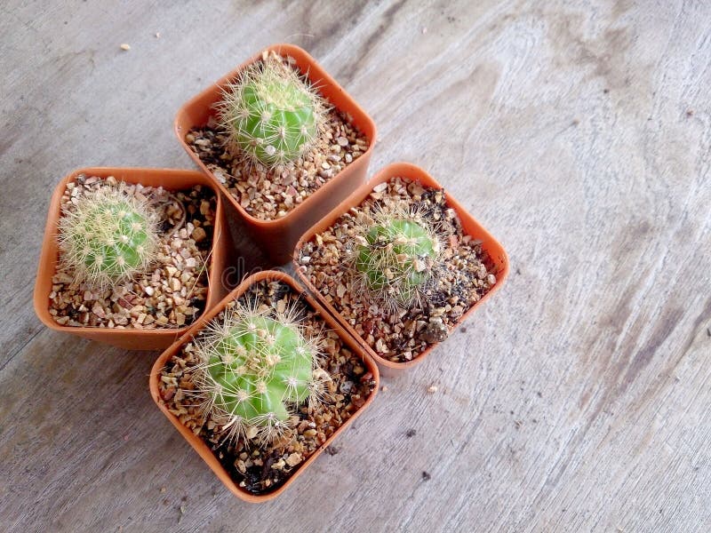 Cactus on wood table stock image. Image of garden, liliaceae - 68241781