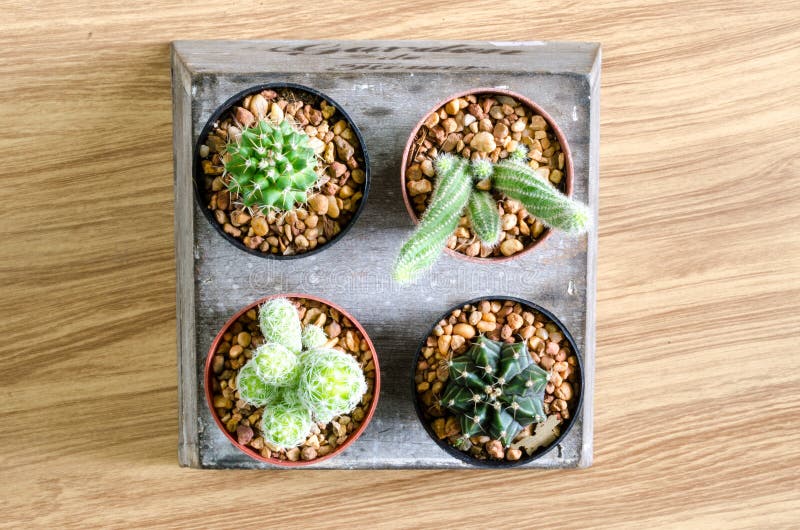 Cactus on wood table stock photo. Image of space, focus - 75670490