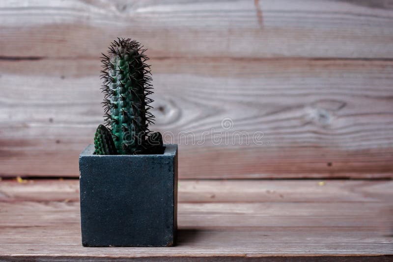 Cactus on Wood Texture Background Stock Image - Image of pattern ...