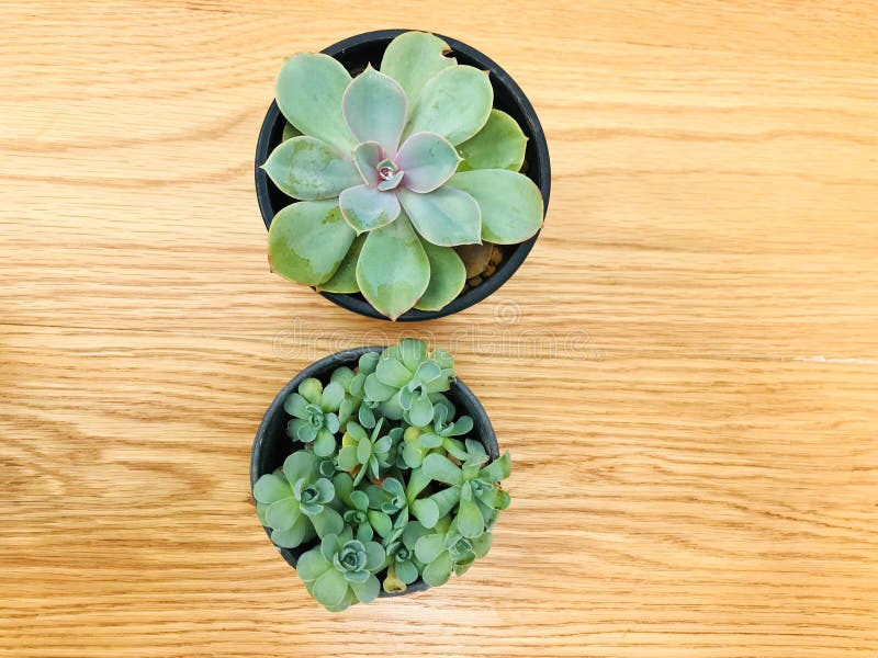 Cactus on Wood Texture Background Stock Photo - Image of board, green ...