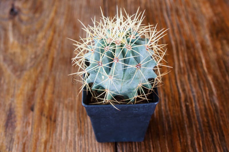 Cactus on wooden table stock image. Image of design, cactus - 75259797