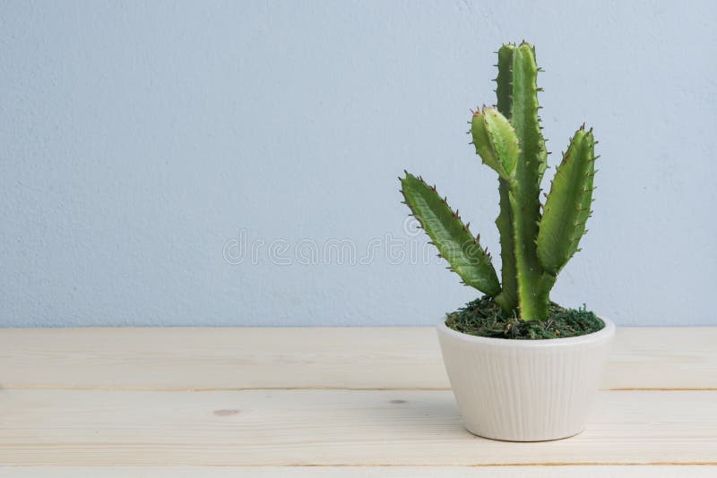 Cactus on wooden table stock image. Image of flower, green - 56551065