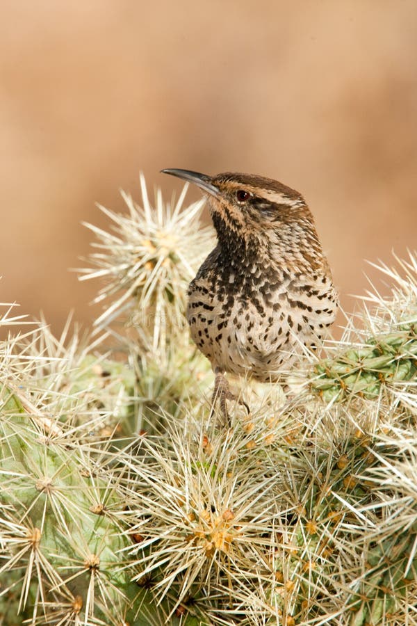 Cactus Wren stock photo. Image of bird, wren, brown, standing - 19278274