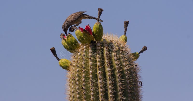 Cactus Wren Feeding on Saguaro Stock Photo - Image of flower, wren ...