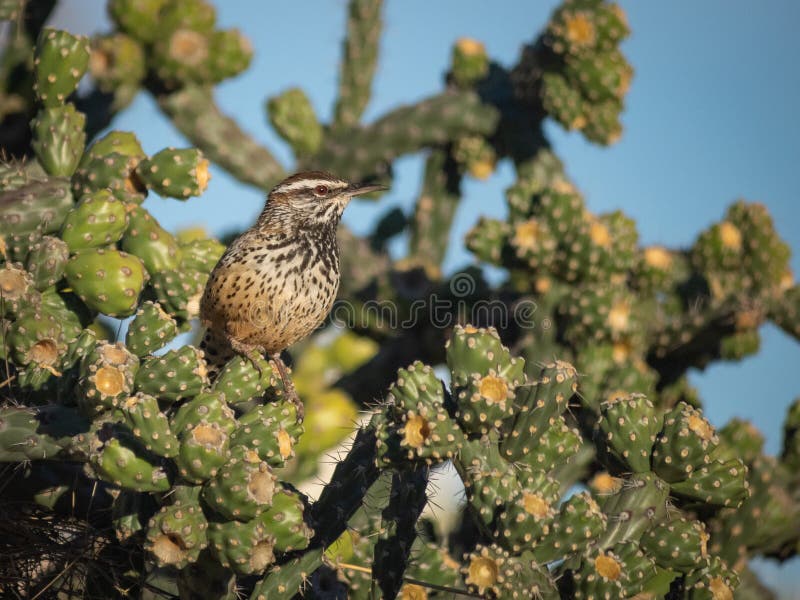 Cactus Wren Preparing it S Nest Stock Photo - Image of cacti, cactus ...