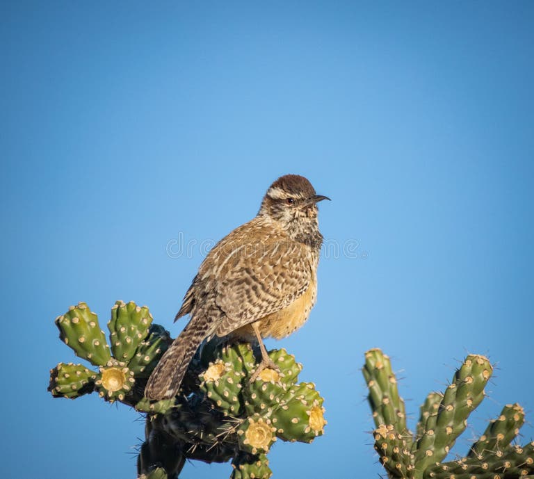 Cactus Wren Preparing it S Nest Stock Image - Image of heavy, bird ...
