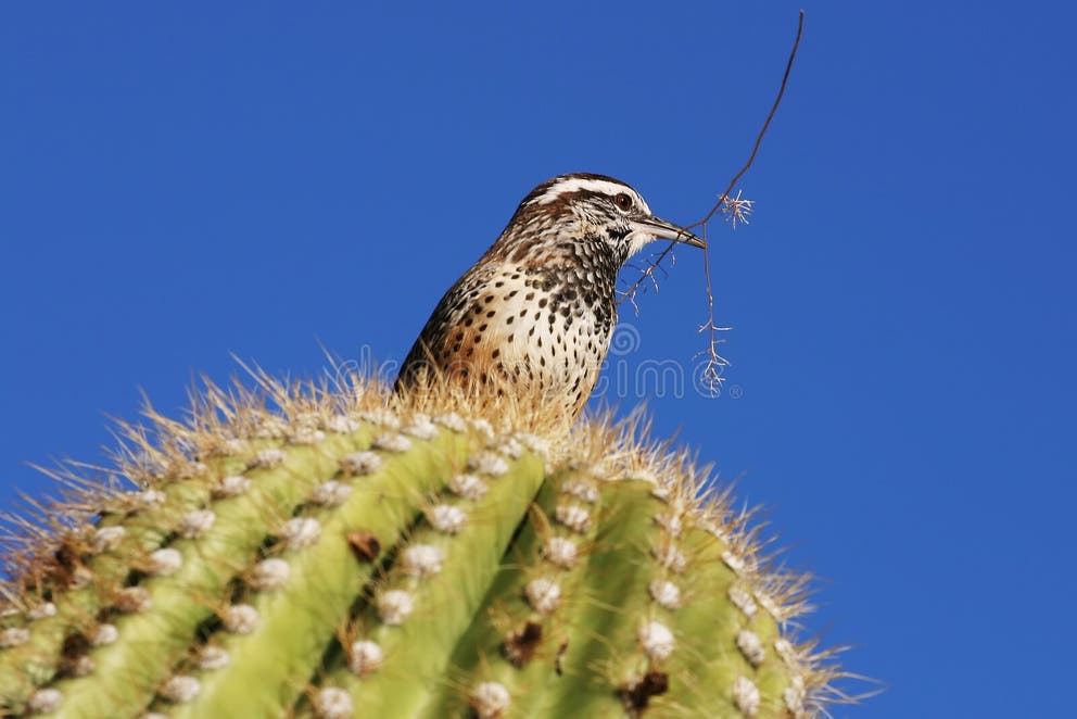 Cactus Wren with Twig stock photo. Image of tucson, birds - 3224956
