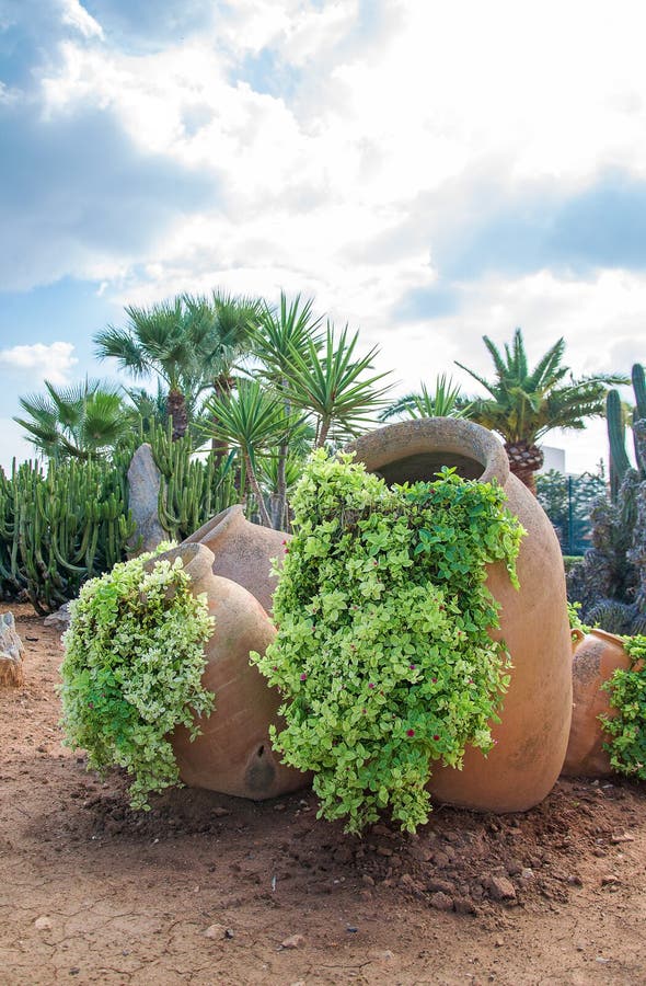 Cactus y palma foto de archivo. Imagen de tropical, verde - 50378486