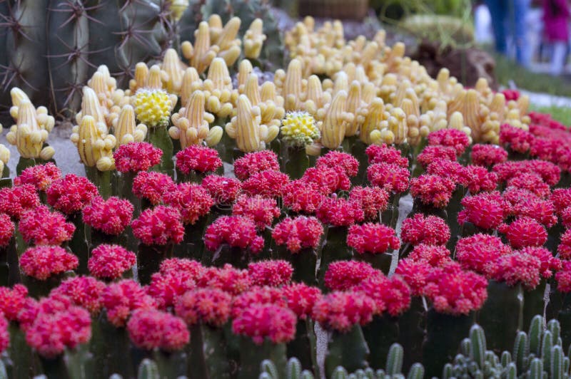 Cactus stock image. Image of colorful, thorn, plants - 35422343