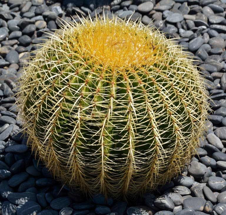 Cactus with yellow spines stock photo. Image of africa - 164783566
