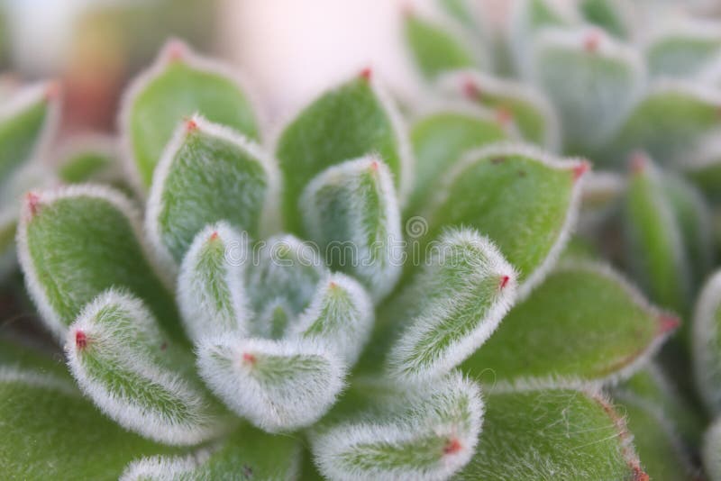 Cactus Zoomed in, Early Spring 2022 Stock Image - Image of shrub, grass ...