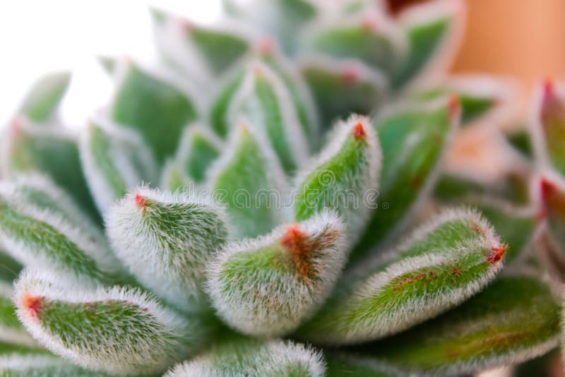 Cactus Zoomed in - Nature stock photo. Image of nature - 243143036