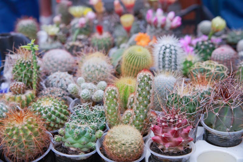 Cactuses stock image. Image of bloom, close, flowering - 76783555