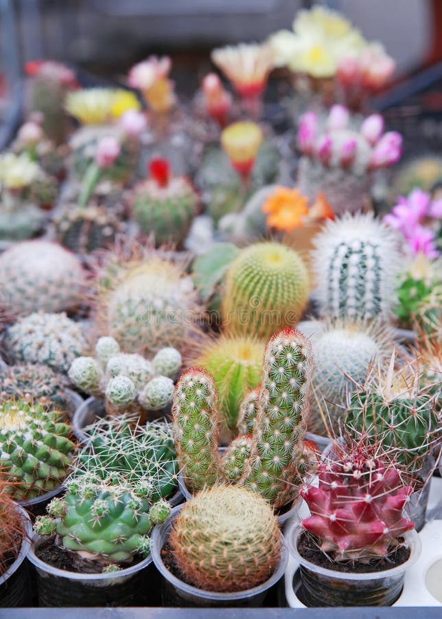 Cactuses stock image. Image of macro, decorative, vegetation - 76783617