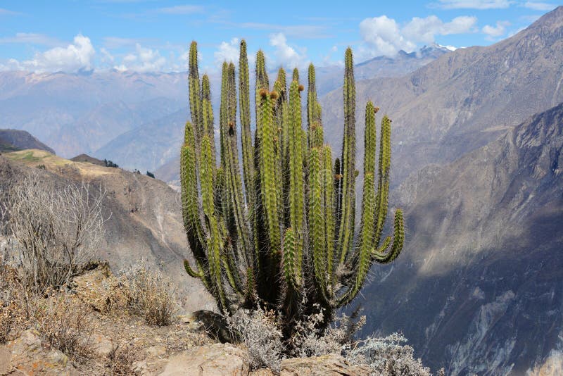 Cactuses in Colca Canyon Near Chivay, Peru. Stock Image - Image of ...